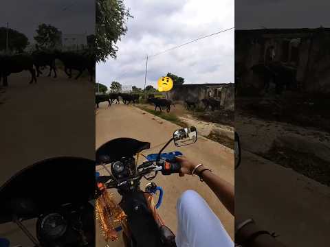buffalo 🤔😂#shortvideo #shortsvideo #share #shorts #viral #subscribe #support