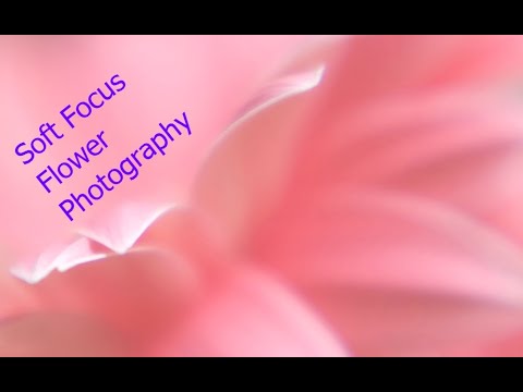 How to Create Artistic, Dreamy, Soft Focus Flower Photography