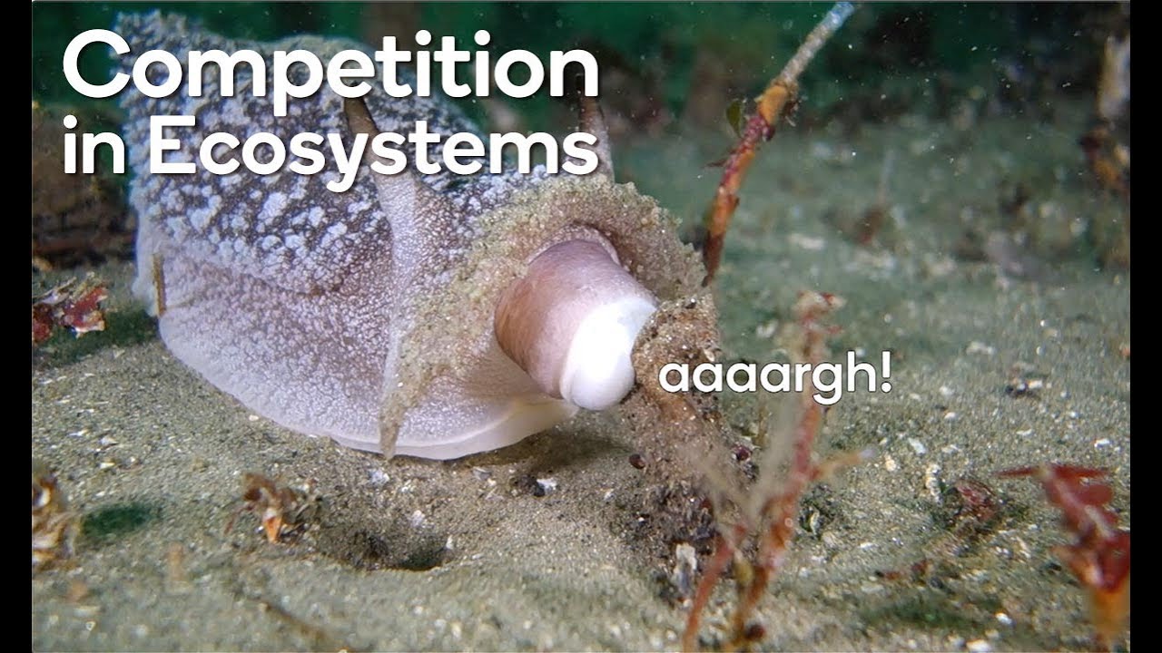 Competition in ecosystems