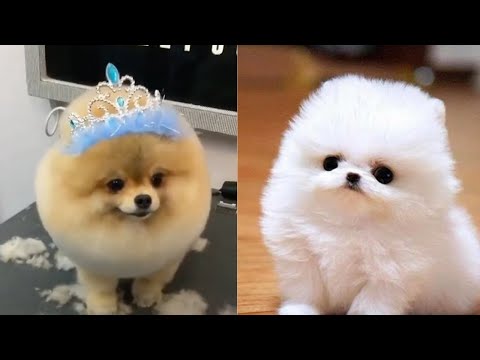 The Cutest and Funniest Pomeranians of Instagram in 2020