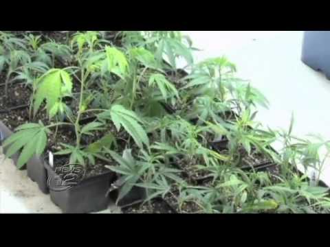 News 12: Proposed legislation may legalize marijuana in NY