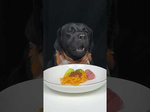 The Secret Ingredient Is Always More Cheese. Labrador. Cute Pet Debut Plan
