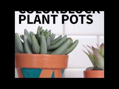 Colorblock Terra-Cotta Pots | Southern Living
