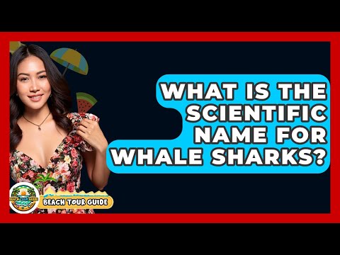 What Is The Scientific Name For Whale Sharks? - Beach Tour Guide