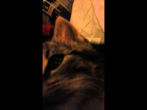 Kitty breathing hard