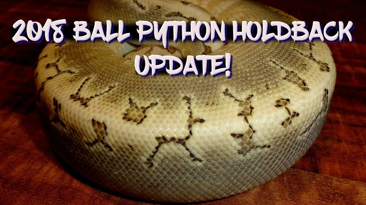 2018 Ball Python Holdback Update!