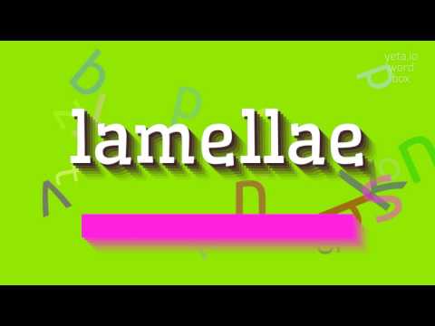 How to say "lamellae"! (High Quality Voices)