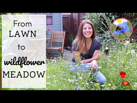 I Planted A Wildflower Meadow πΌππ¦| Amazing Lawn Transformation | From Seeds to Blooms