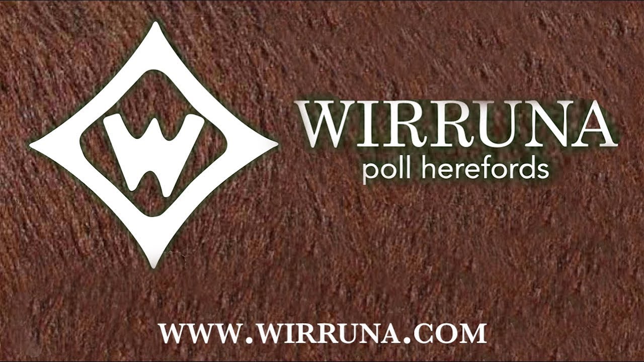 Wirruna Poll Herefords Breeding Program
