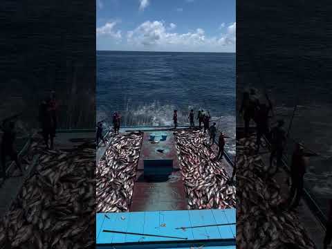 pole and line skipjack tuna fishing in maldives #shorts #viralshorts #respect #tuna #fisherman