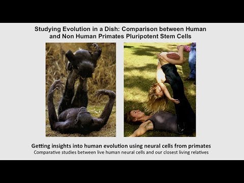 Cellular and Molecular Mechanisms that Differentiate Human and Non-Human Neural Development