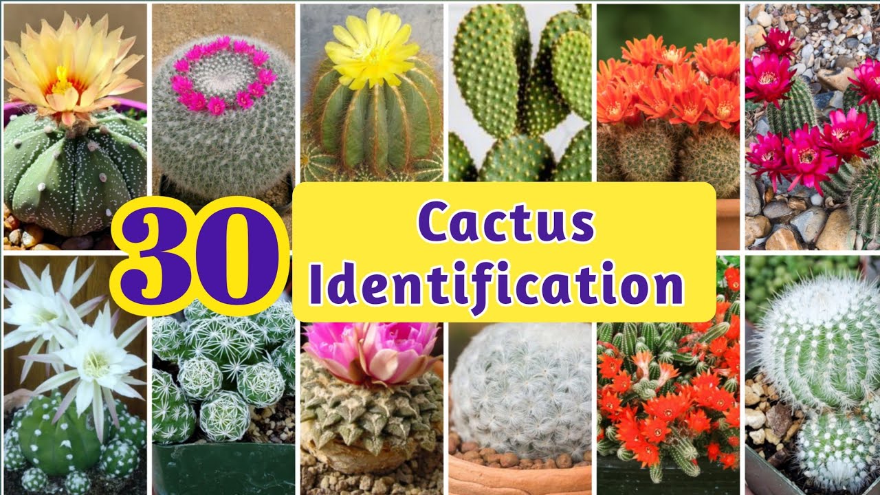 30 Types of Cactus | Cactus Identification | Common Cactus name with Pictures ক্যাকটাস@ARPAgriArtist