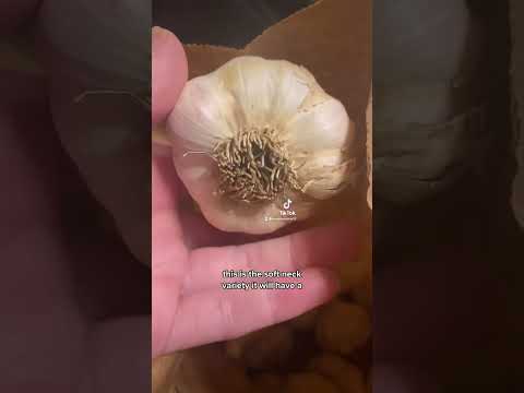 Garlic Order Unboxing from Filaree Garlic Farm