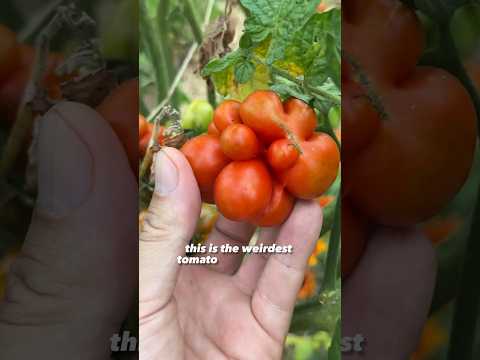 I grew the weirdest tomato ever...