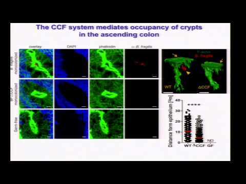 Bacterial Colonization Factors ... Specificity & Stability of Gut Microbiota - Sarkis Mazmanian