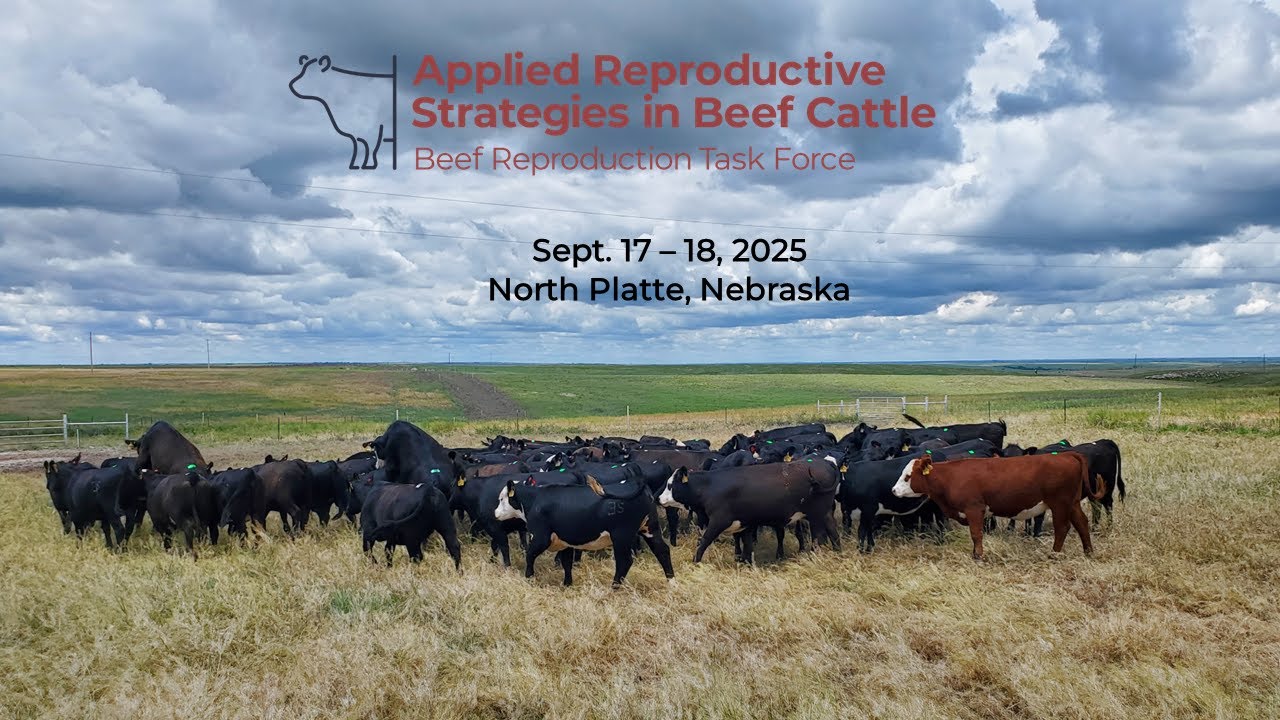 Genetic selection for cow fertility and longevity - Bob Weaber, PhD, Kansas State University
