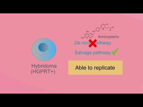 Clone Screening Tutorial: Selecting hybridomas using HAT method