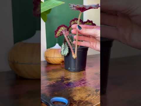 Water propagating my Sport Variegated Rex Begonia 💚 #plantmom #begonia #garden #houseplants