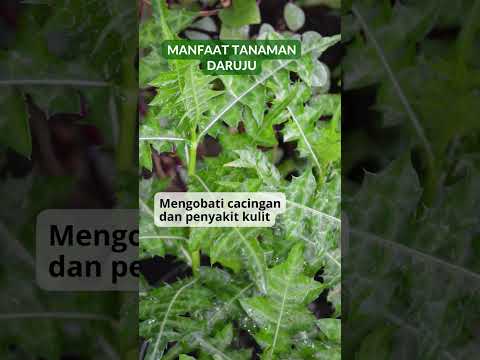 MANFAAT TANAMAN DARUJU - TANAMAN OBAT & HERBAL