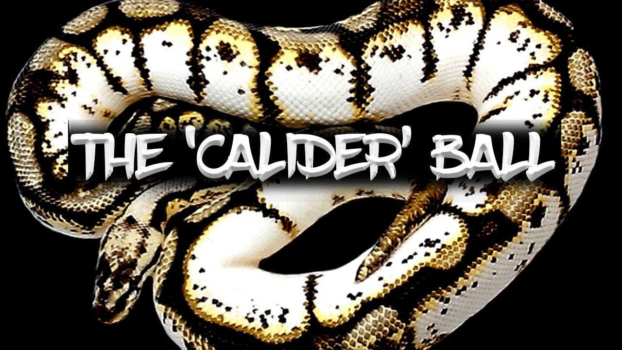 The 'Calider' Ball Python