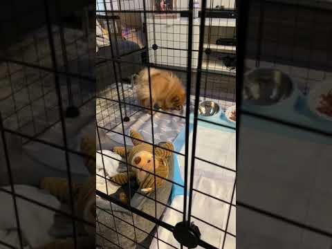 Pomeranian Puppies For Sale in Los Angeles, CA