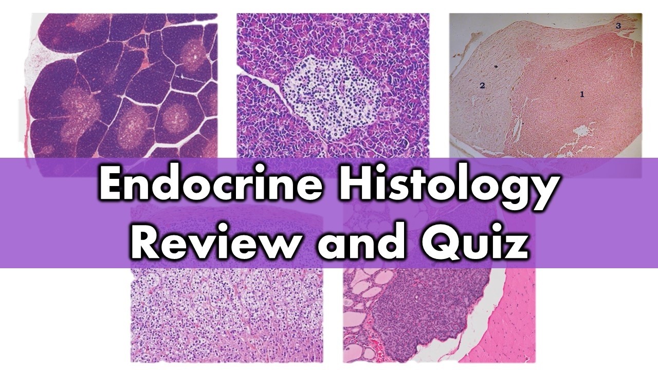 Endocrine histology | Review and Practice
