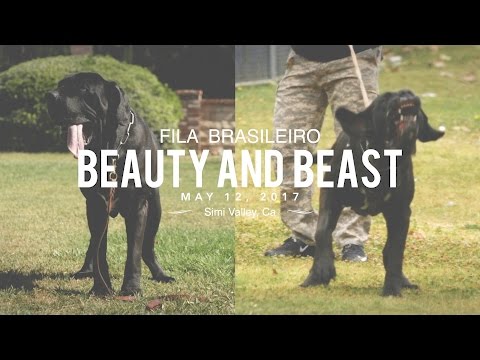 FILA BRASILEIRO A BEAUTY AND A BEAST