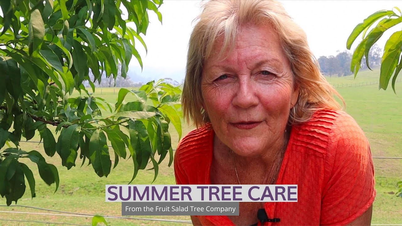Kerry's top 3 Summer Tree Care Tips for your Fruit Salad Tree