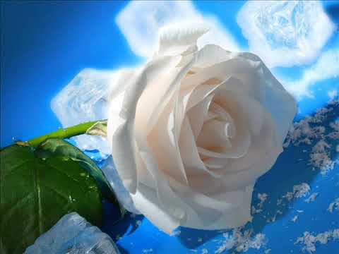 Reciter Tareq Abdulgani daawob Surah TaHa