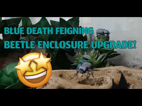 Upgrading My Blue Death Feigning Beetles Enclosure!