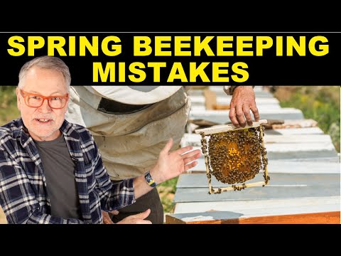Beekeeping Mistakes to Avoid This Spring
