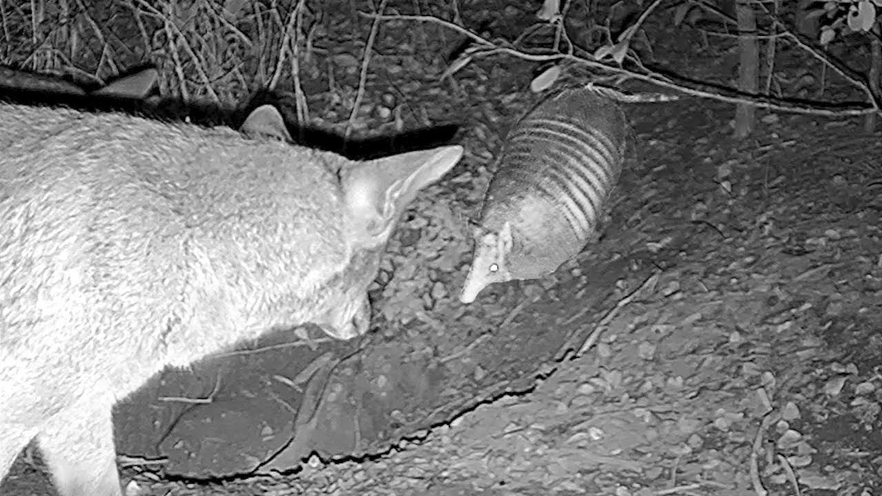 An armadillo vs two coyotes: “Come back here, you cowards!”