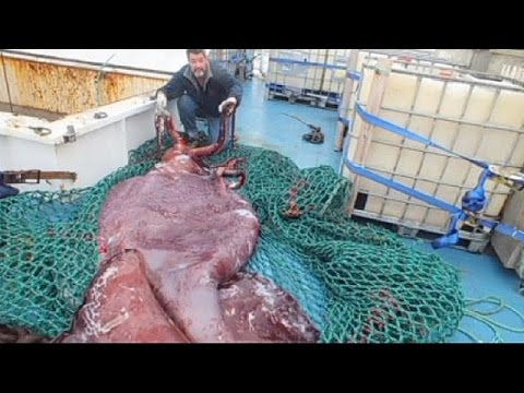 Un calamar géant décortiqué en Nouvelle-Zélande