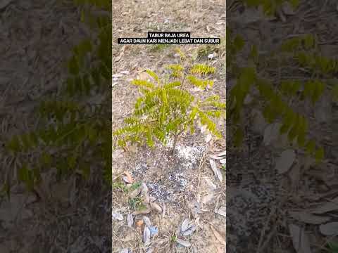 Baja Urea #urea #ureafertilizer #farming #curry #food #viral #tiktok #fyp #youtubeshorts #wow #yt