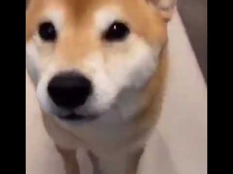 dog knuckle sandwich