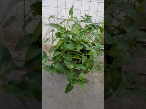 #shorts; KANGKONG IN TAGALOG ( Water Spinach )