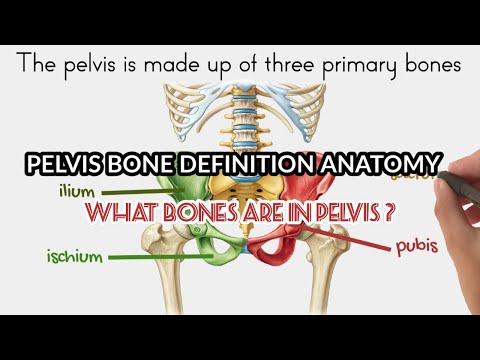 Pelvis Bone Structure: Ilium, Ischium, Pubis, & Sacrum Explained | Pelvis Bone definition Anatomy