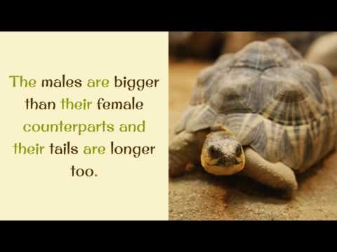 17 Facinating Facts You Should Know About Radiated Tortoise