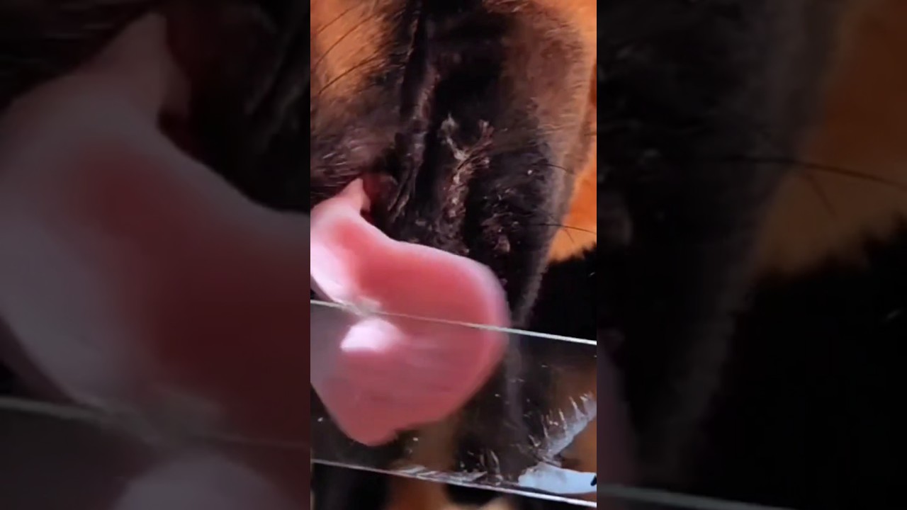 under Microscope DMLT