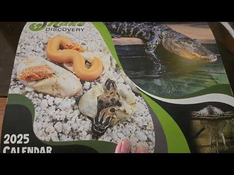 snake discovery calendar 2025.