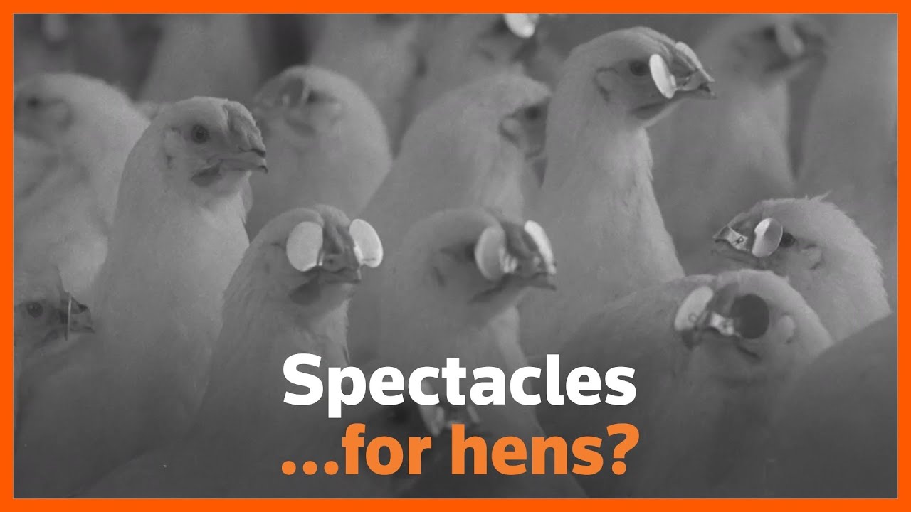 Inventions: Spectacles for chickens?