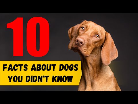 10 Facts About Dogs You Didn't Know