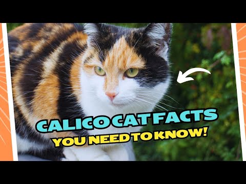 7 Things You Didn't Know About Calico Cats! (amazing!)