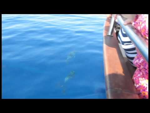 Captain Vangelis' Special Cruises