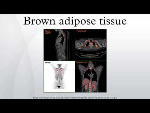 Brown adipose tissue