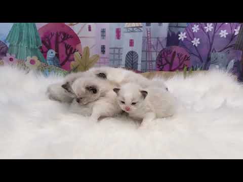 Wiseacres Ragdoll sweethearts are here! 🐱💘 Adorable Ragdoll kittens available!