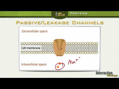 004 Ion Channels: Proteins in the Membrane of Neurons