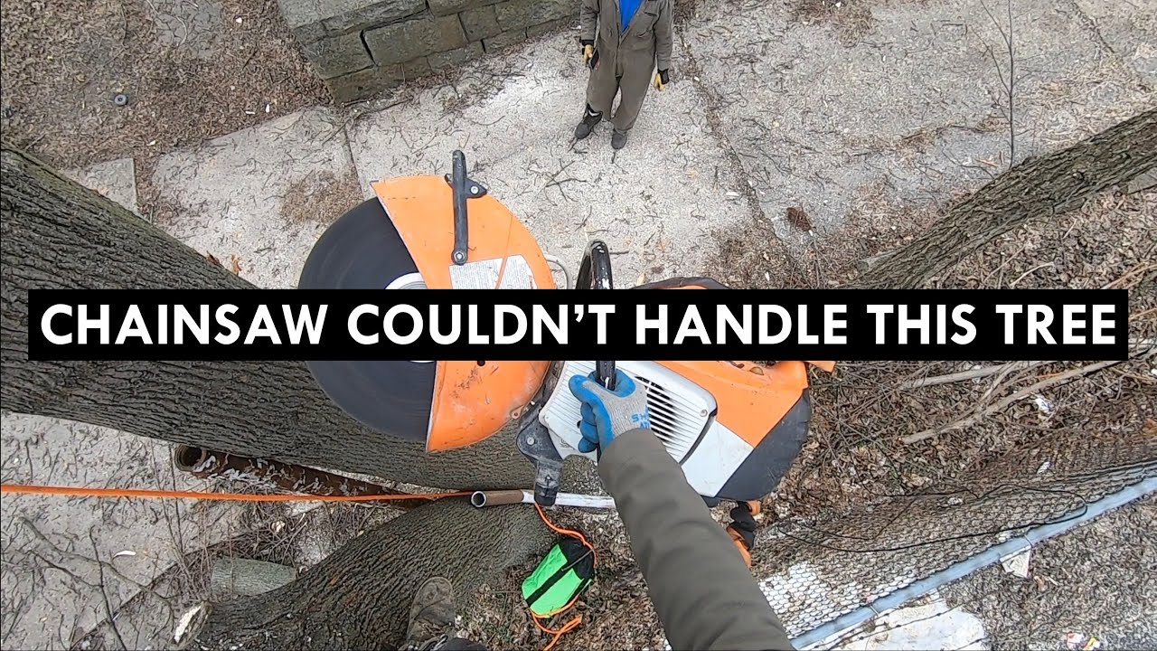 A Very Urban Tree Removal