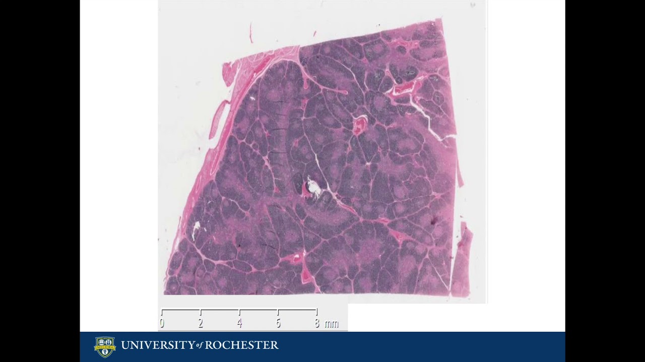 Histology of the Thymus