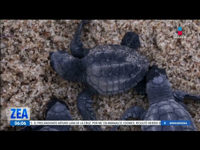 Operativo fallido en el Golfo de Ulloa, BCS, para proteger a la tortuga ...